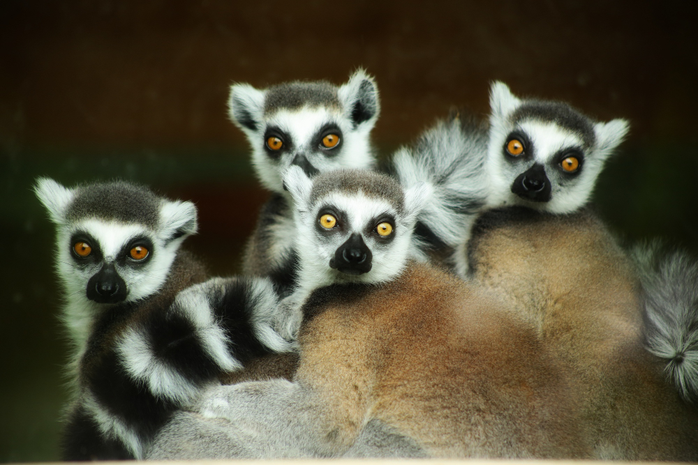 Madagascar rural: aventură printre baobabi și lemuri - U O P